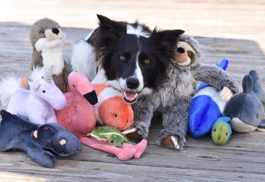 Play – boatsnbarks